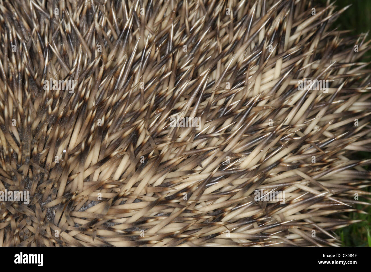 Close up of hedgehog spines Stock Photo - Alamy