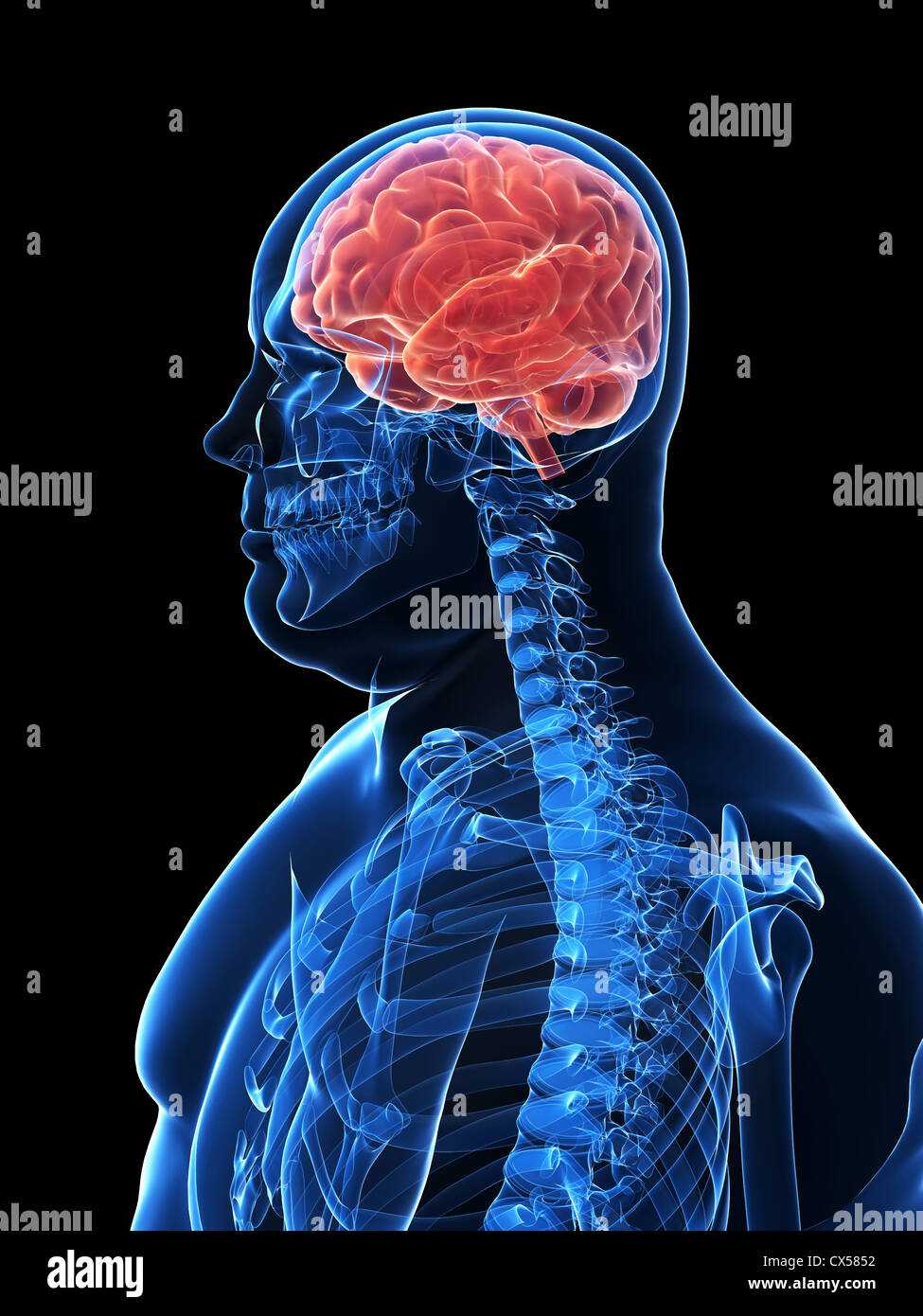 Overweight male - brain Stock Photo - Alamy