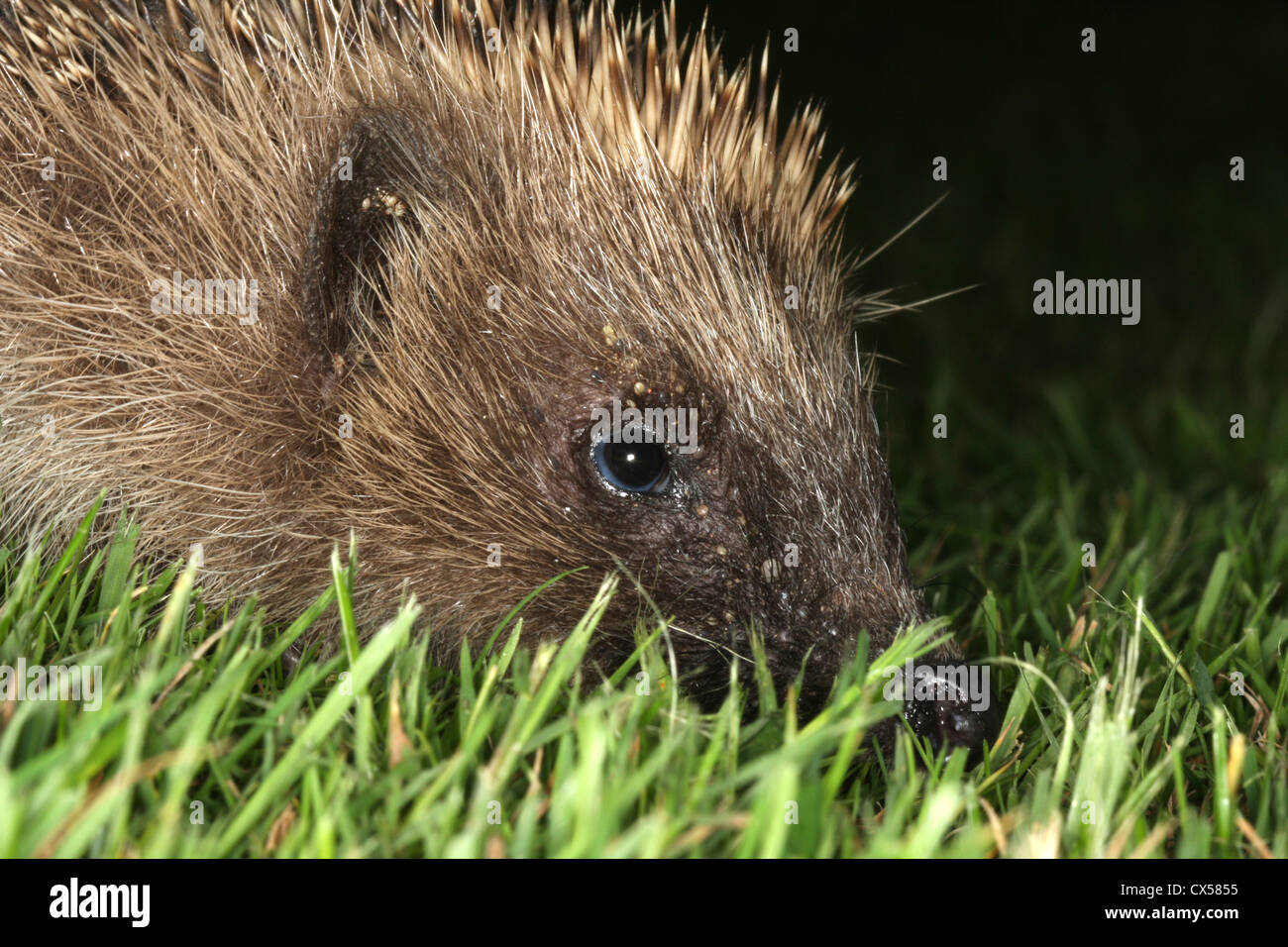 Hedgehog Tick High Resolution Stock Photography and Images - Alamy