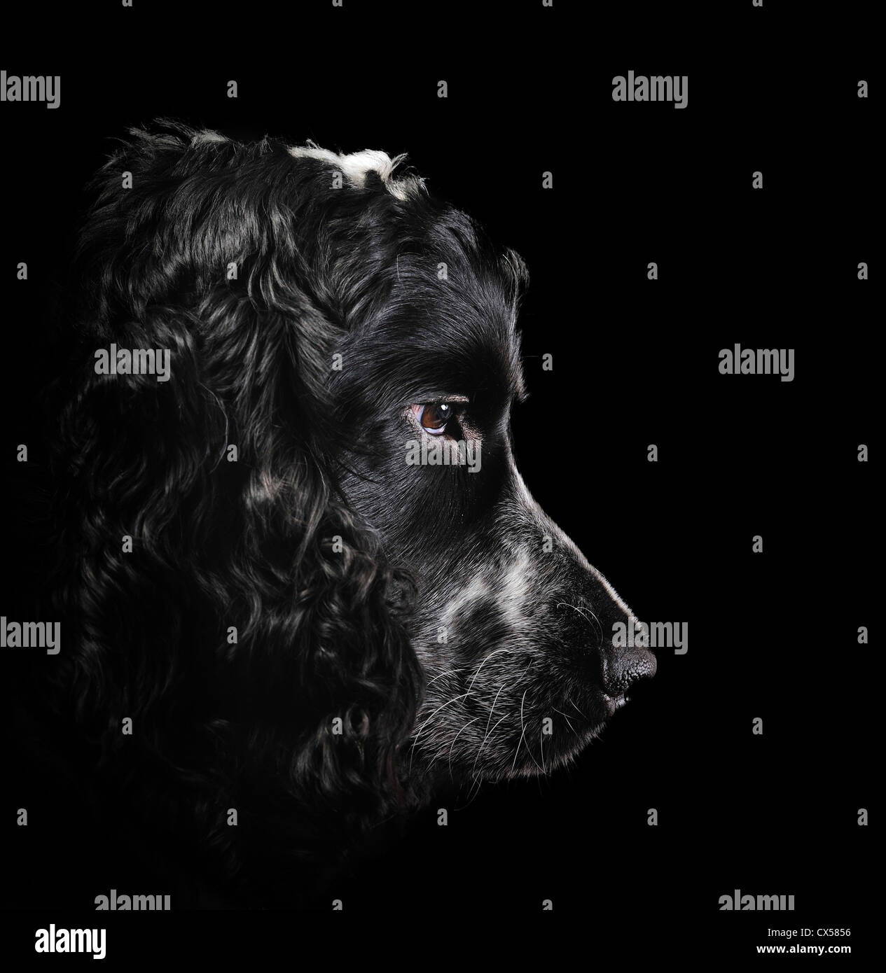 Blue roan cocker spaniel hi-res stock photography and images - Alamy