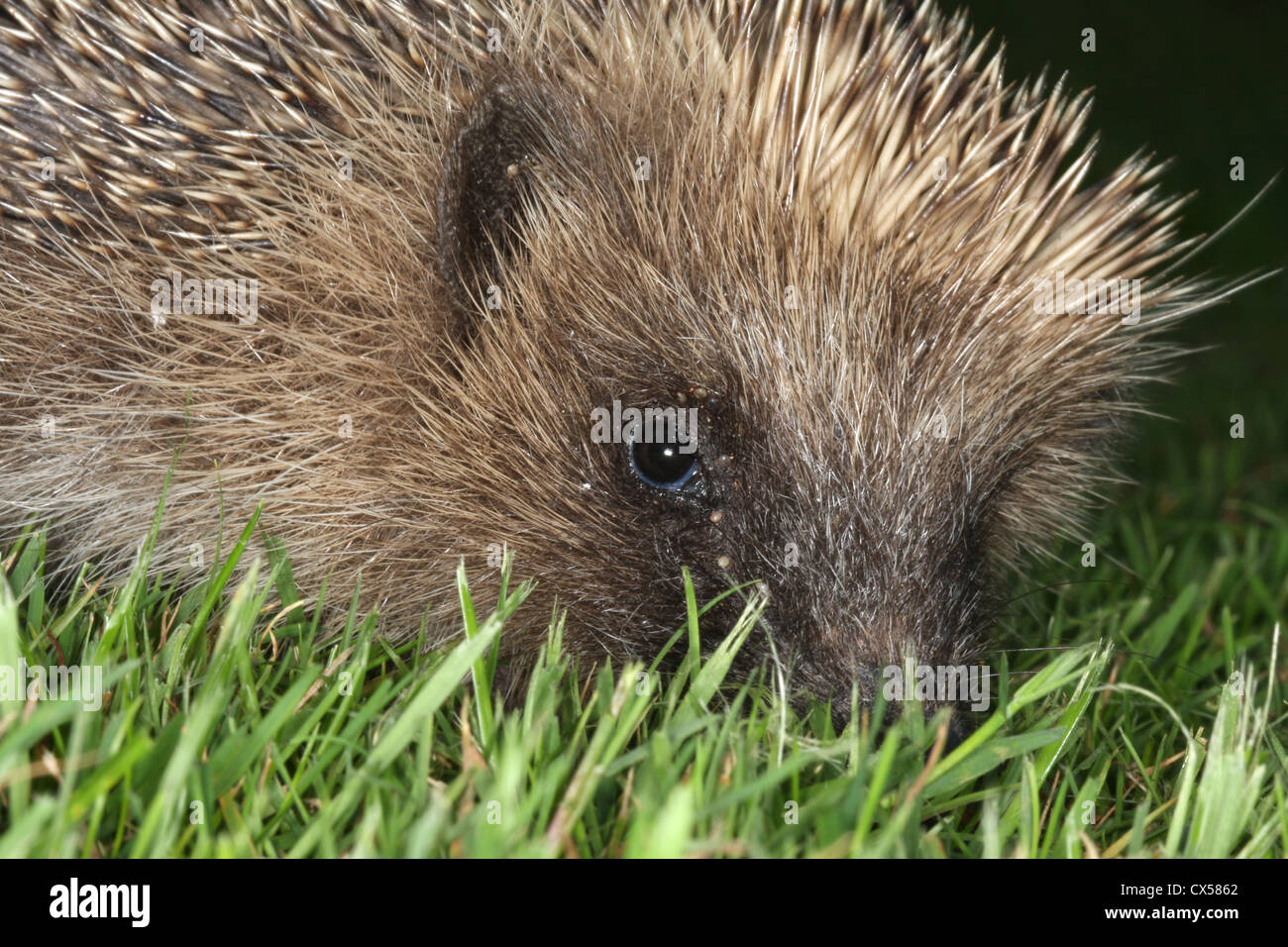 Tick infested hi-res stock photography and images - Alamy