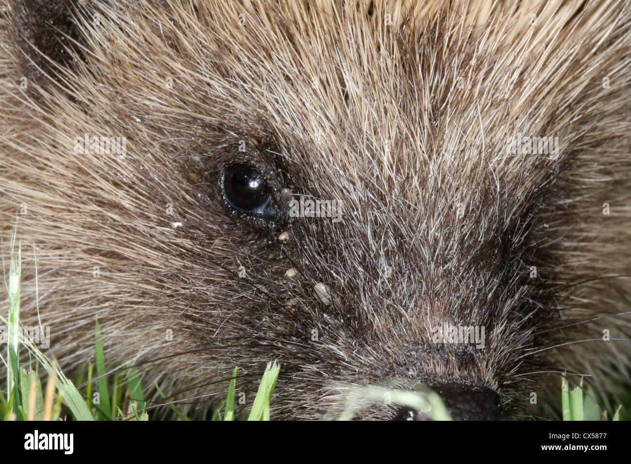 Hedgehog Tick High Resolution Stock Photography and Images - Alamy