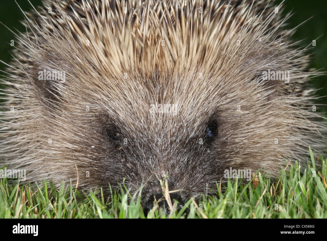 Hedgehog Tick High Resolution Stock Photography and Images - Alamy