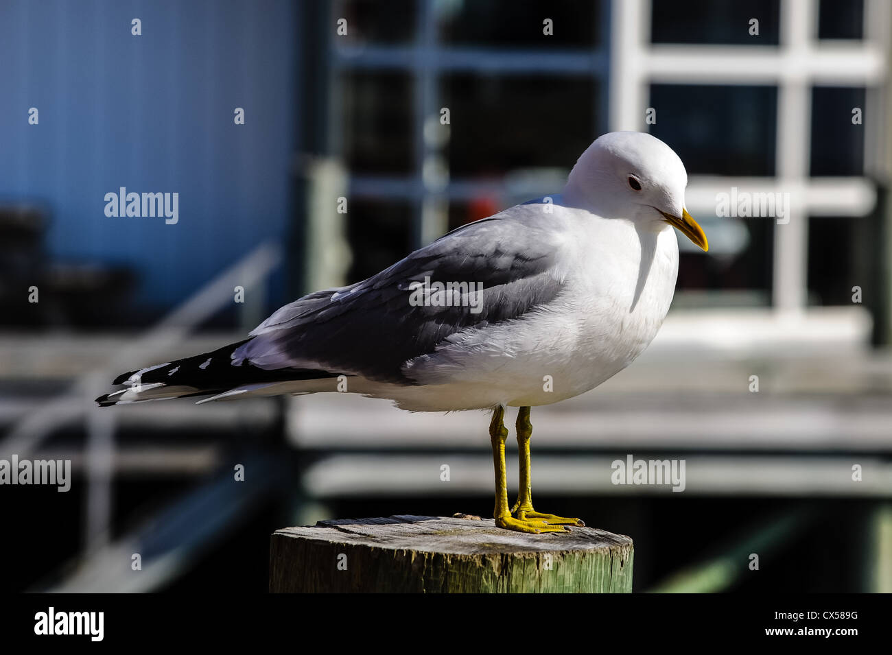 Norway, Lofoten. Common gull in Henningsvær Stock Photo - Alamy