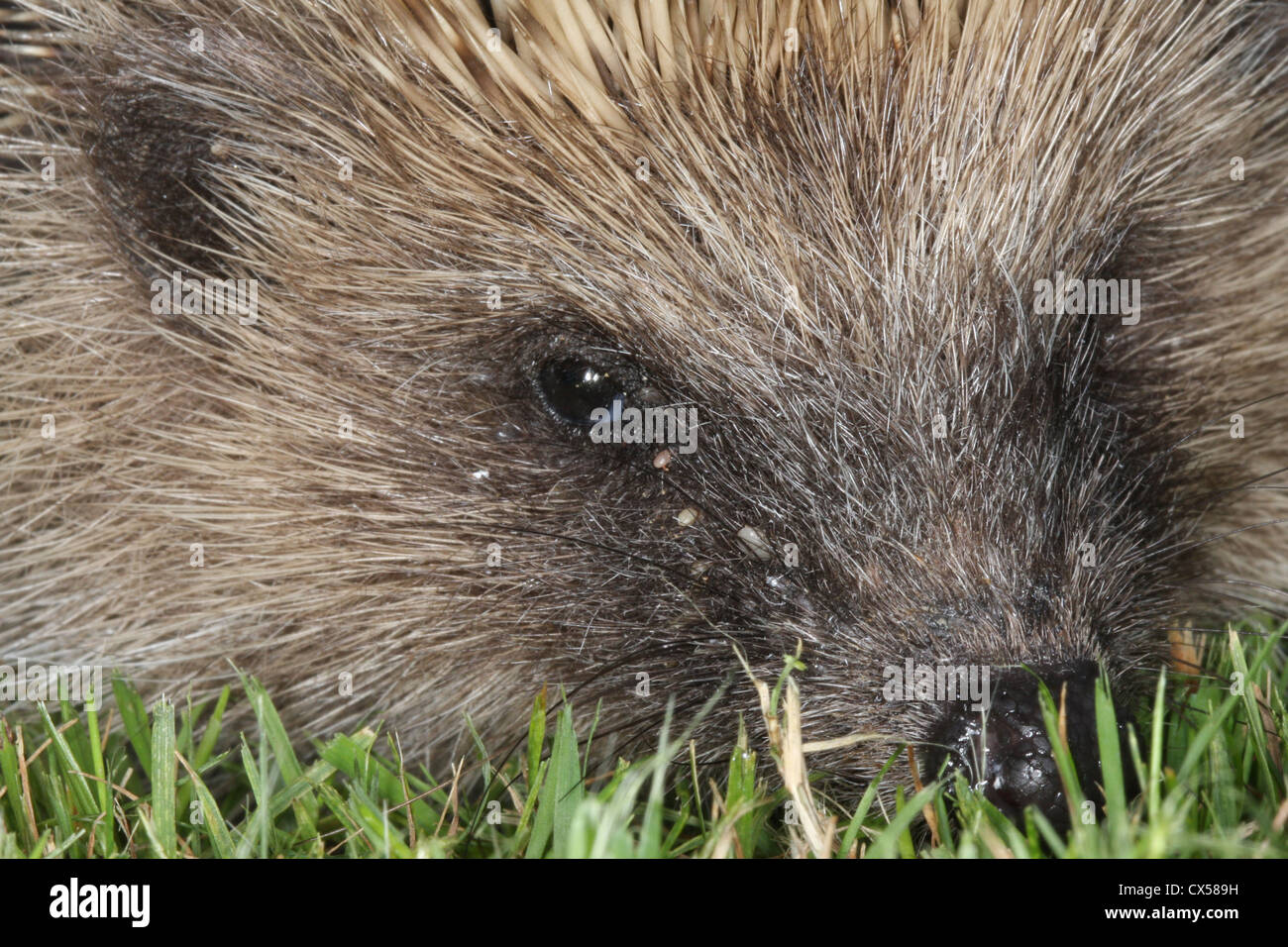 Sick hedgehog hi-res stock photography and images - Alamy