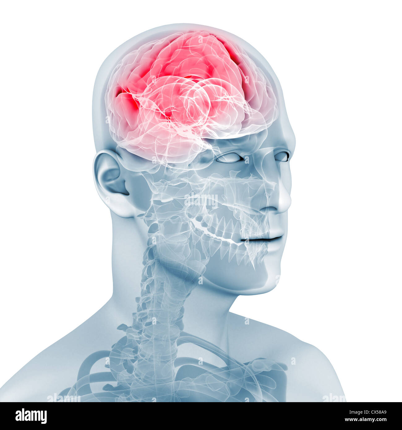 Brain neuron anatomy hi-res stock photography and images - Alamy