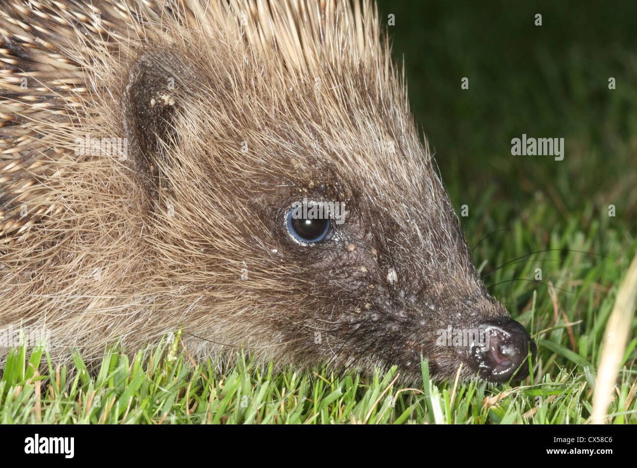 Hedgehog infested with ticks Stock Photo - Alamy