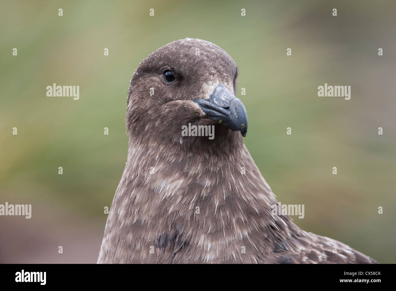 Brown Skua (Stercorarius antarcticus lonnbergi), Subantarctic subspecies, resting on tussock ...