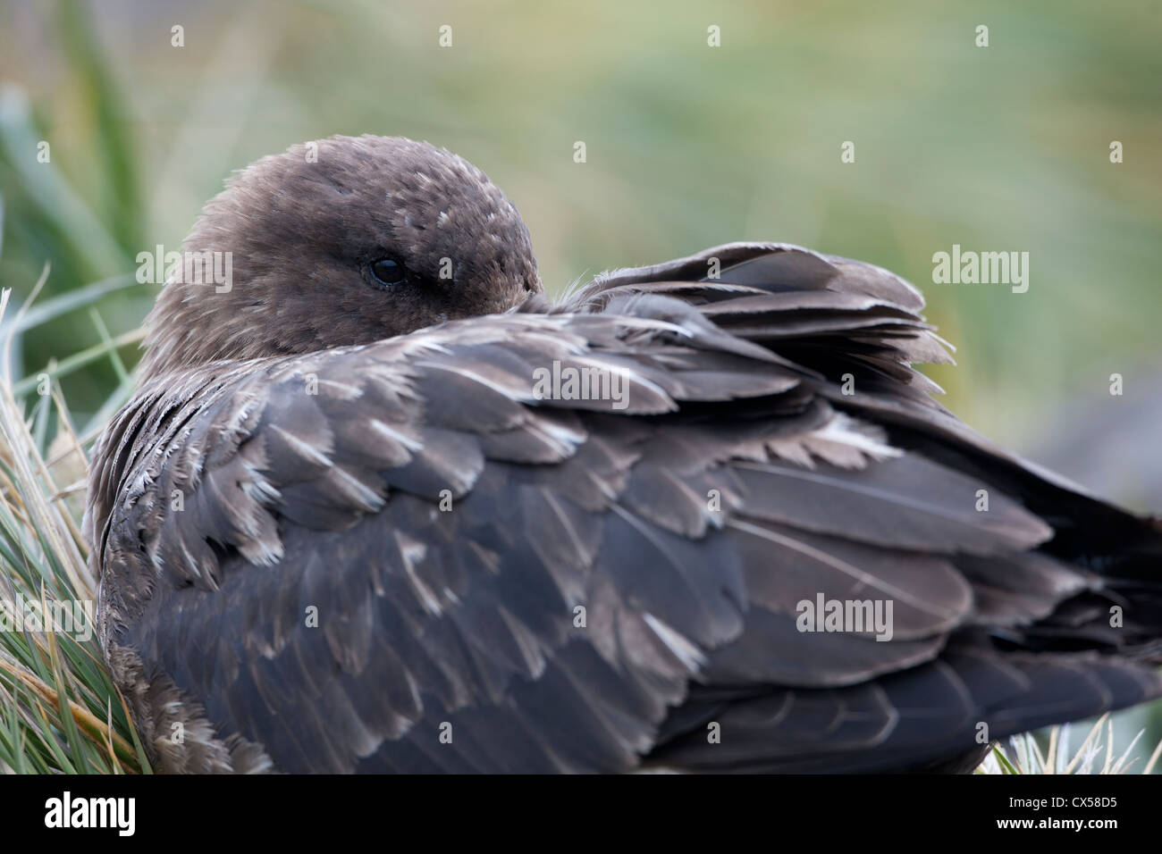 South georgia subspecies hi-res stock photography and images - Alamy