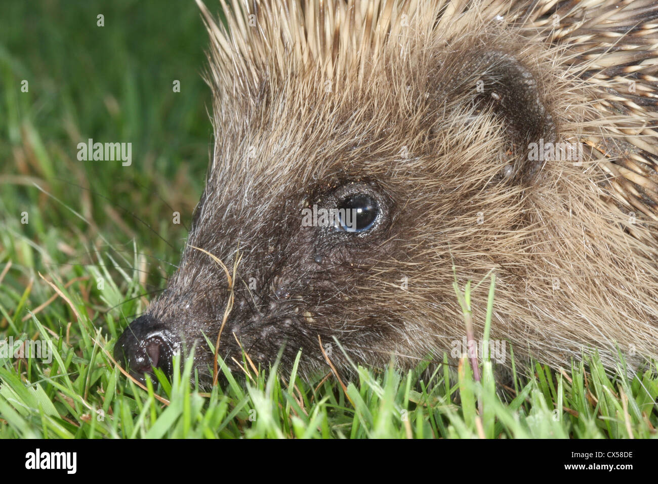 Hedgehog infested with ticks Stock Photo - Alamy