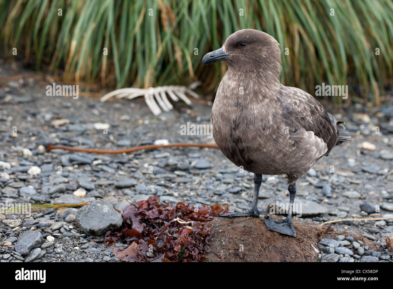 Brown Skua (Stercorarius antarcticus lonnbergi), Subantarctic subspecies, resting near Salisbury ...