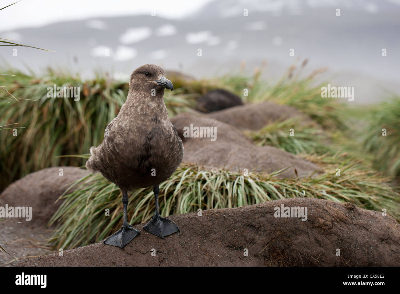 Brown Skua (Stercorarius antarcticus lonnbergi), Subantarctic subspecies, resting on tussock ...