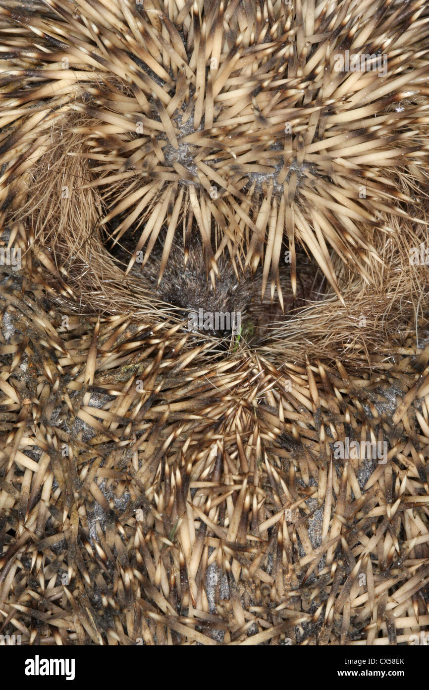 British Hedgehog curled into ball for protection Stock Photo - Alamy