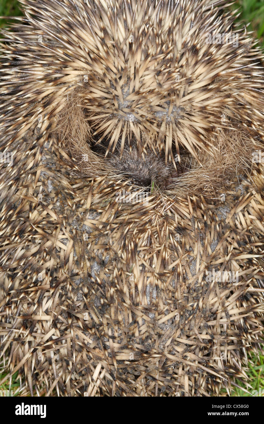 British Hedgehog curled into ball for protection Stock Photo - Alamy