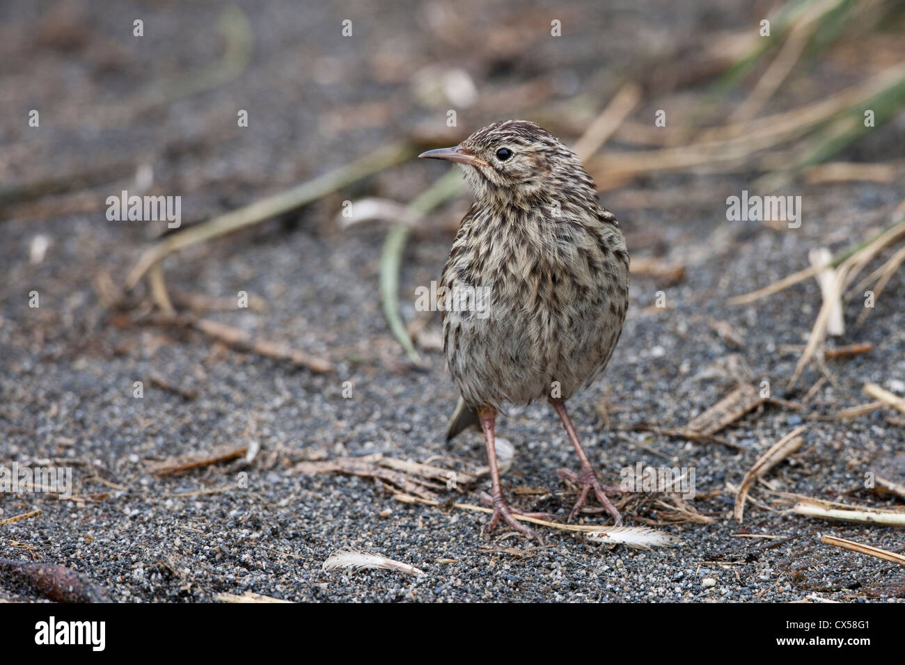 Pipit species hi-res stock photography and images - Alamy