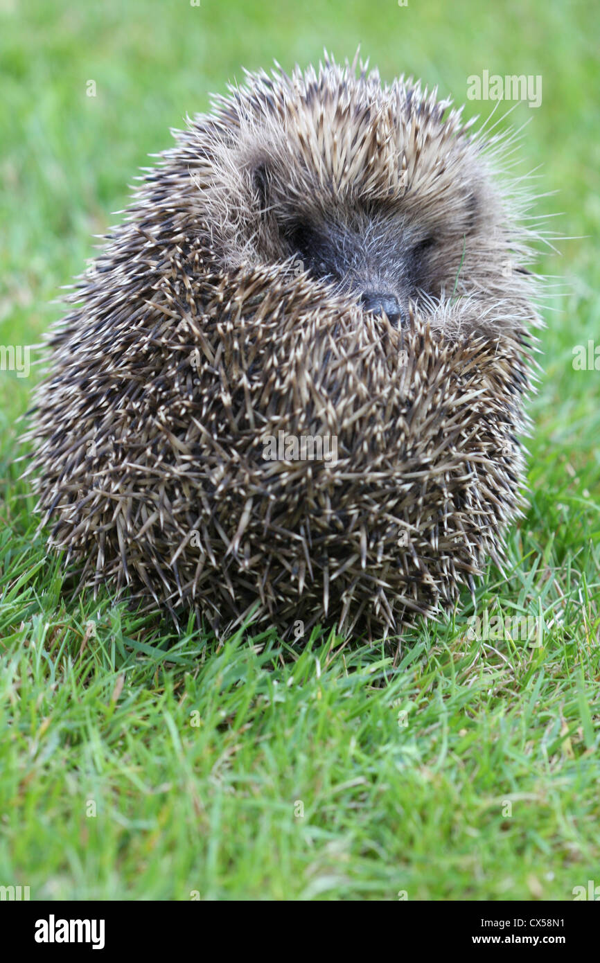 British Hedgehog curled into ball for protection Stock Photo - Alamy