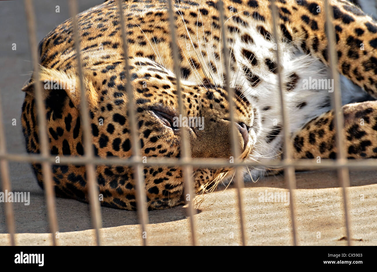 A leopard taking a nap in the sun behind the bars of the cage Stock ...