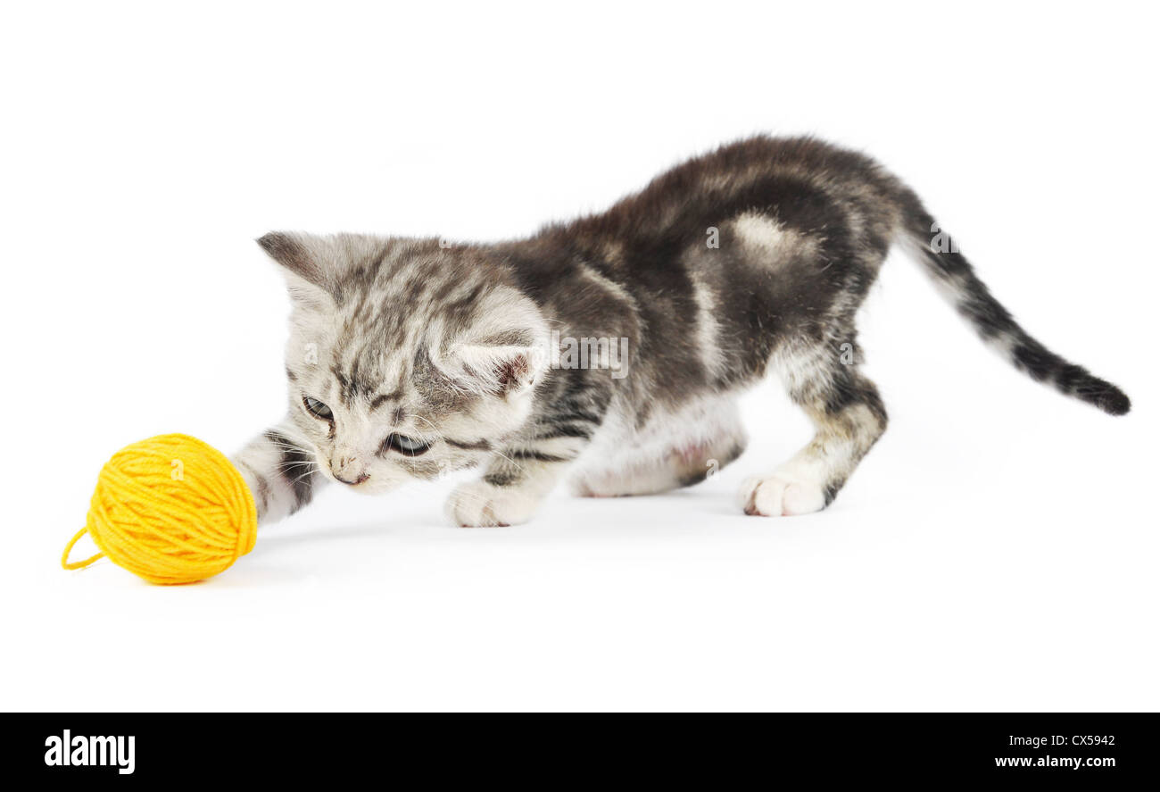 grey kitten playing with a yellow clew isolated on white Stock Photo ...