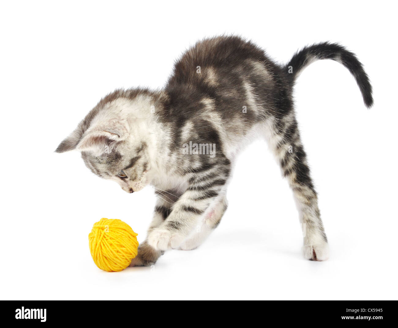Grey kitten playing with yellow clew isolated on white background Stock ...