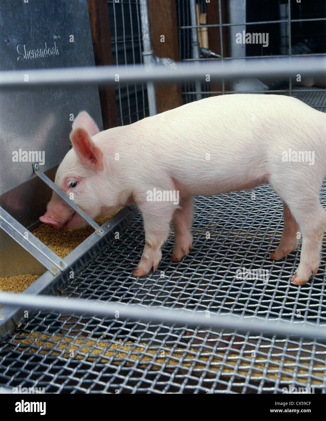 Yorkshire landrace piglets hi-res stock photography and images - Alamy