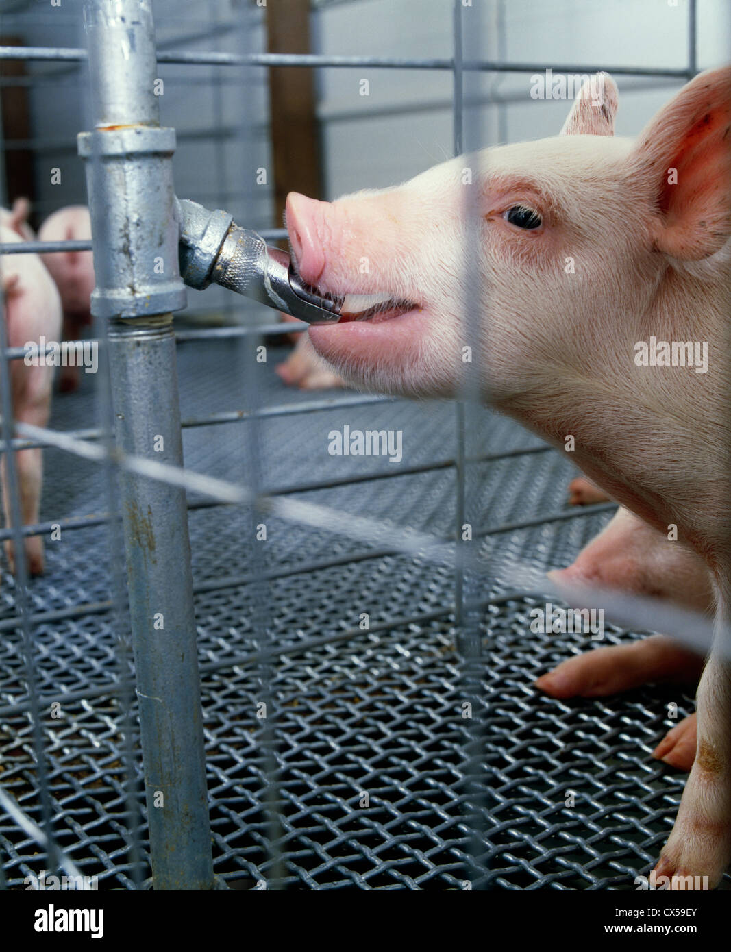 3 WK YORKSHIRE-LANDRACE PIGLETS AT AUTOMATIC WATERER / PENNSYLVANIA ...