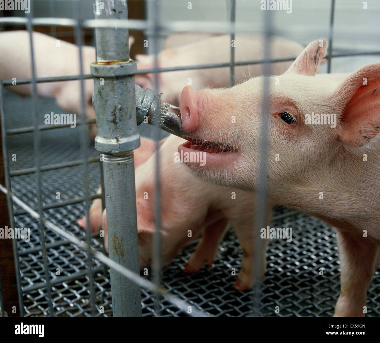 3 WK YORKSHIRE-LANDRACE PIGLETS AT AUTOMATIC WATERER / PENNSYLVANIA ...