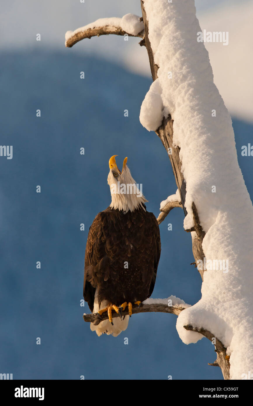 Chilkat bald eagle preserve hi-res stock photography and images - Alamy