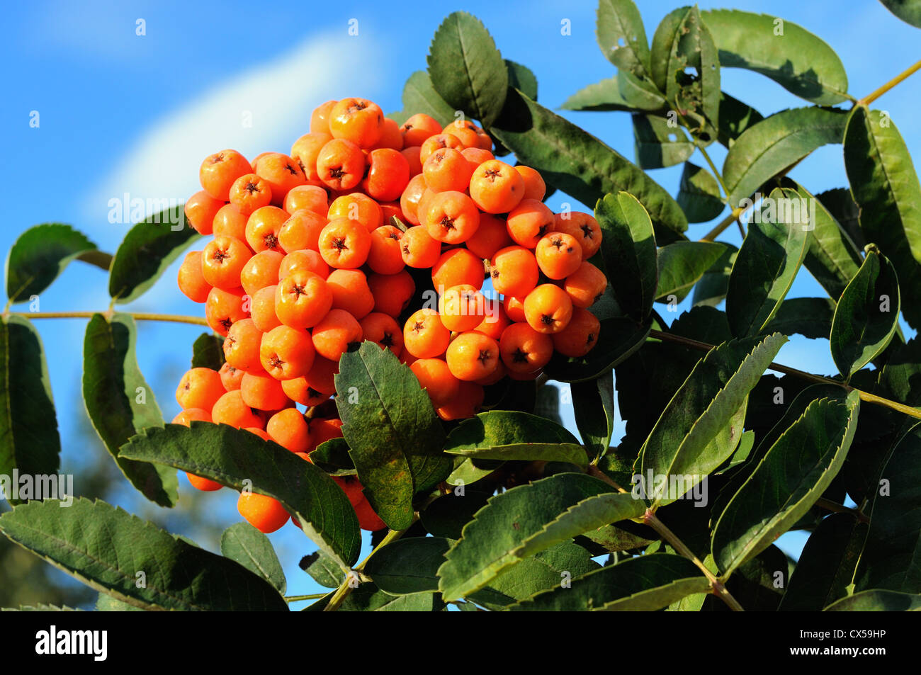 Rowan bush hi-res stock photography and images - Alamy
