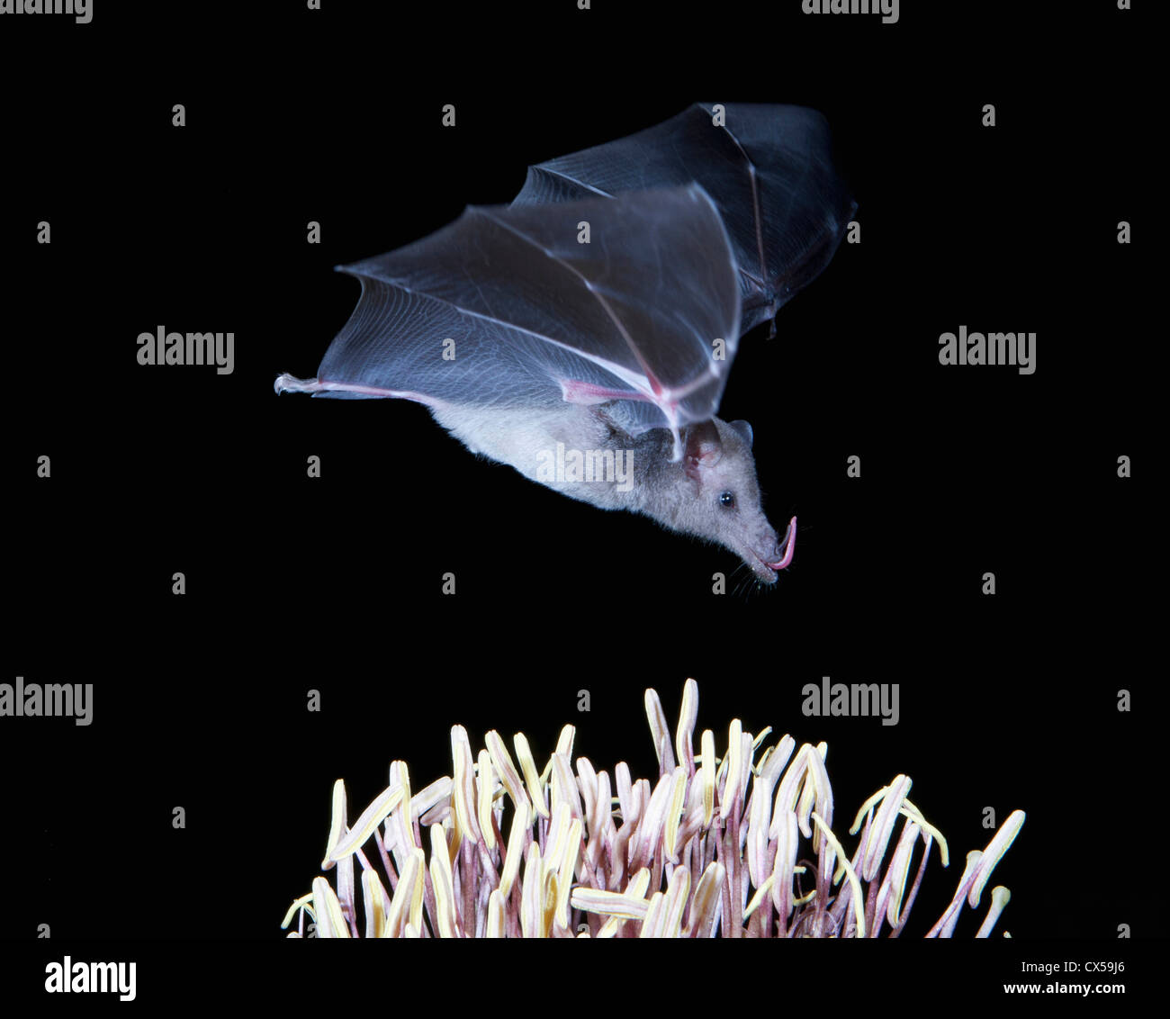 Blossom bat hi-res stock photography and images - Alamy