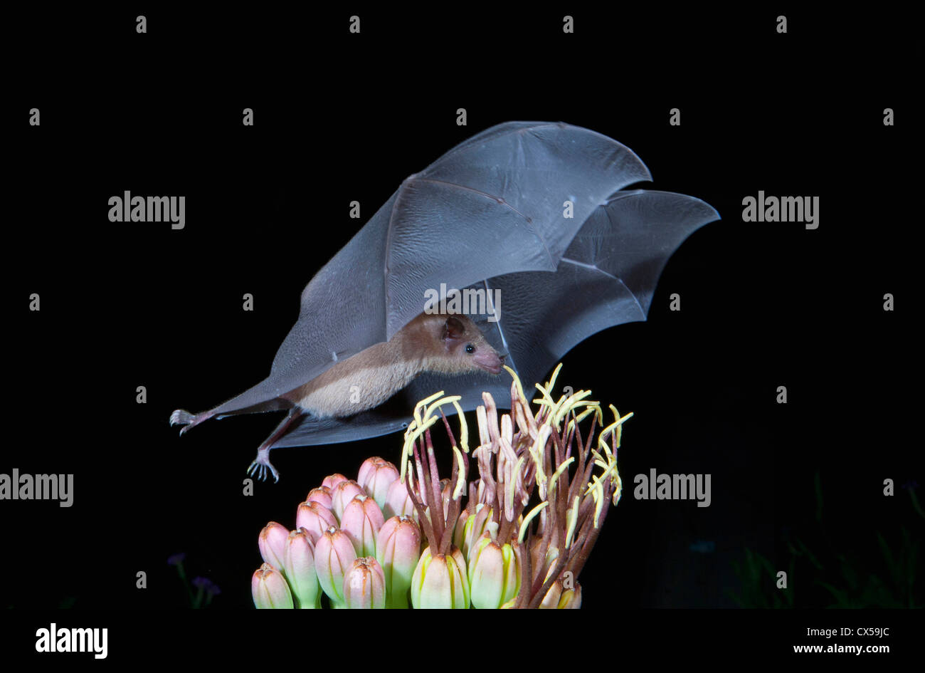 Blossom bat hi-res stock photography and images - Alamy