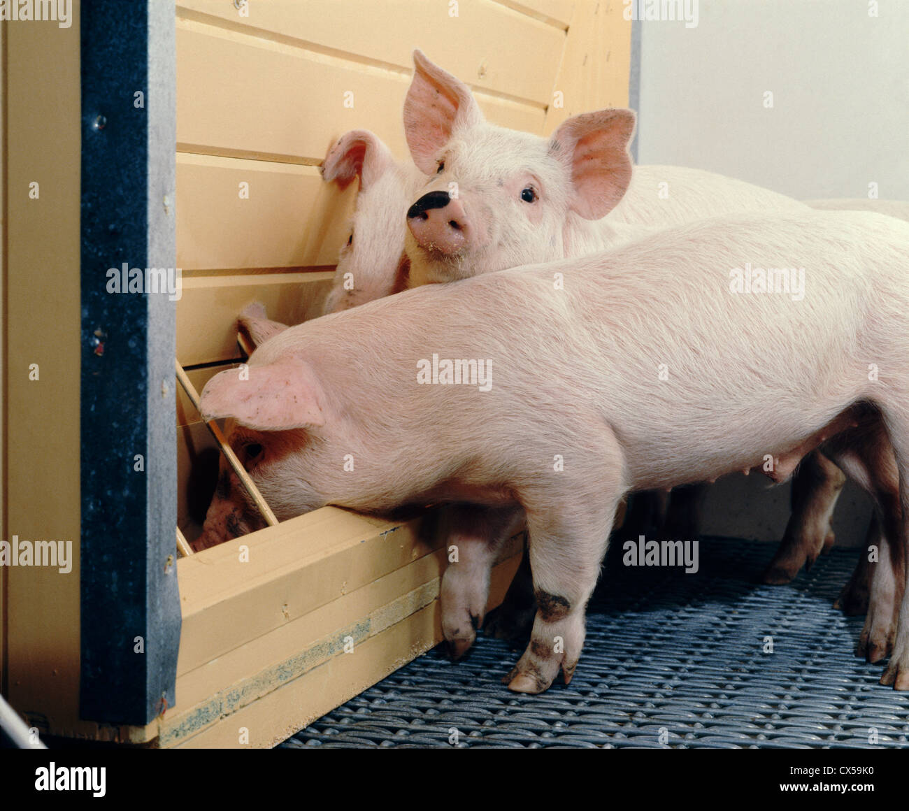 White Cross Piglets High Resolution Stock Photography and Images - Alamy