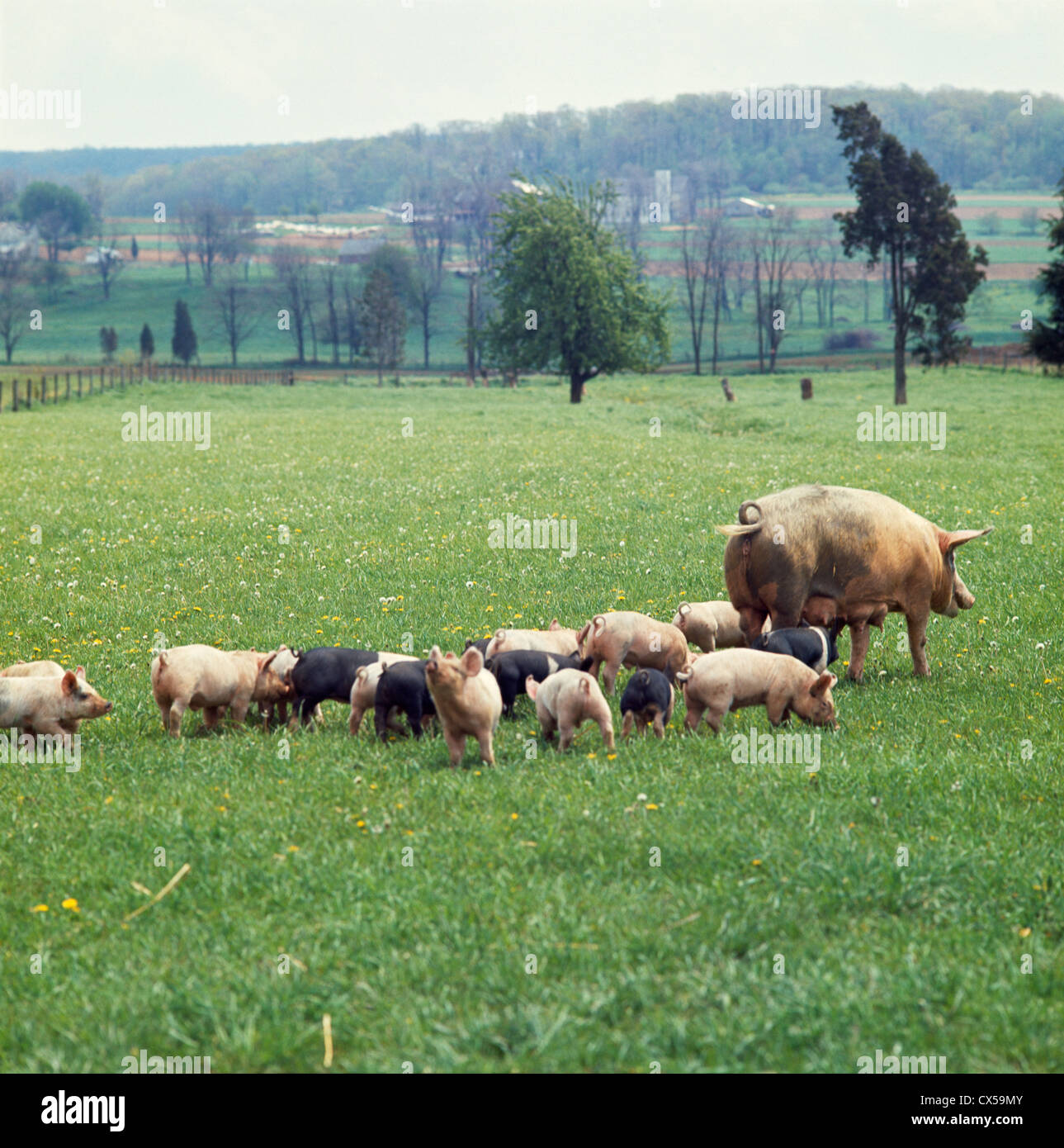 CROSSBRED SOW AND PIGS Stock Photo - Alamy