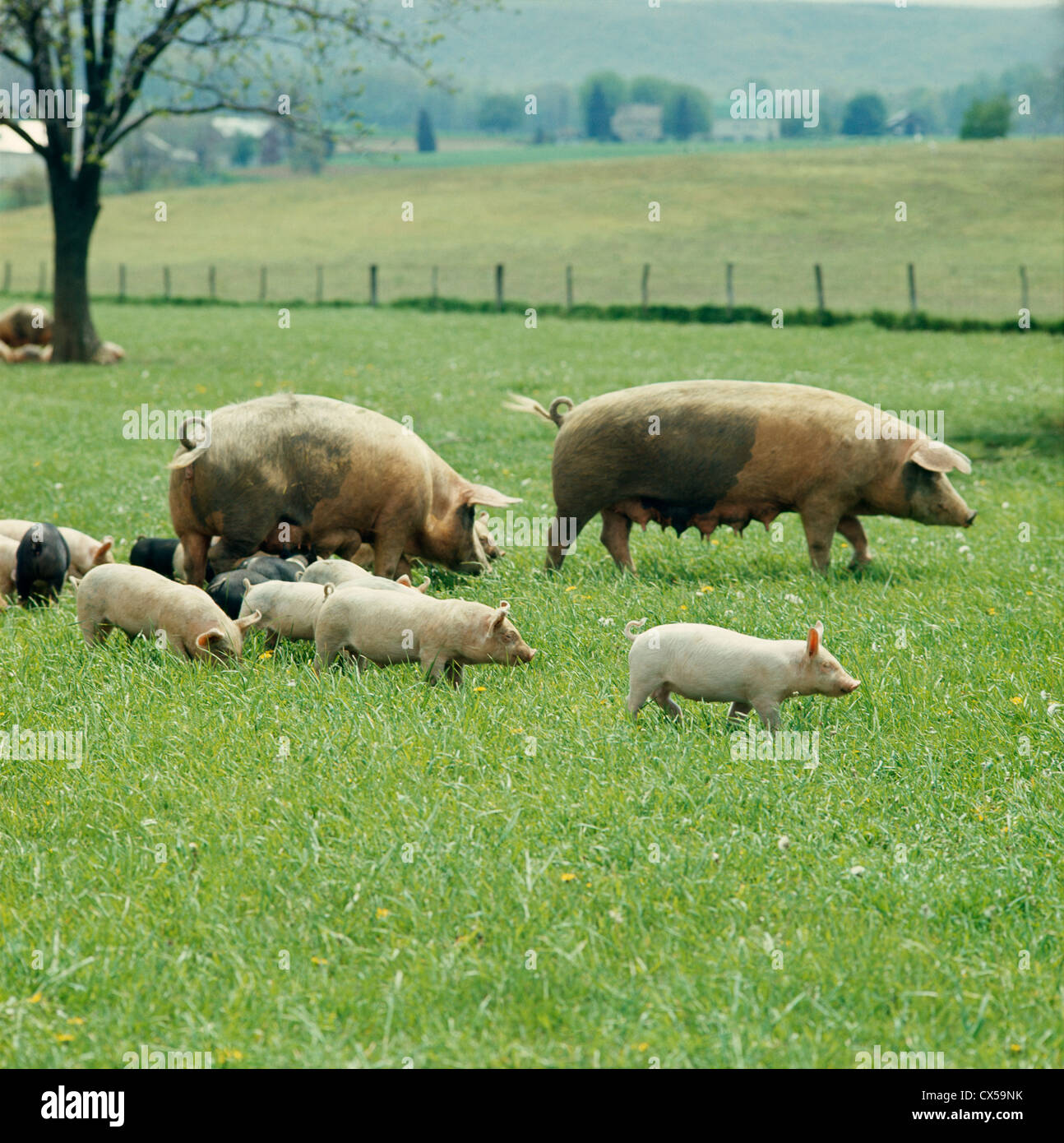 CROSSBRED SOW AND PIGS Stock Photo - Alamy