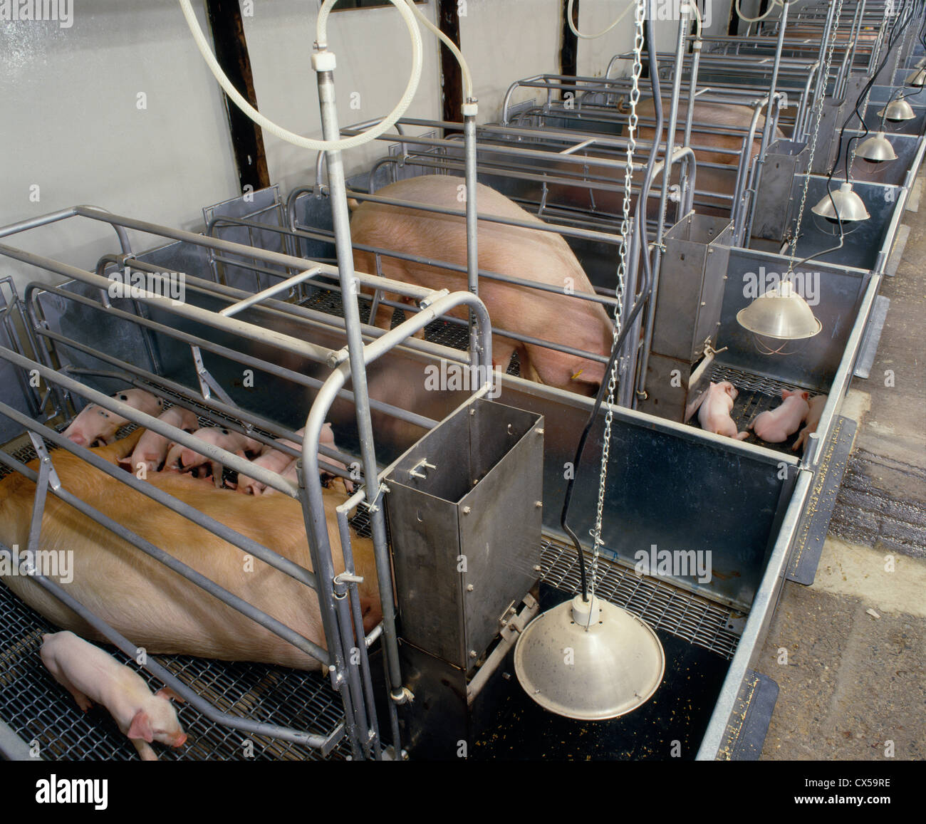 Farrowing hi-res stock photography and images - Alamy