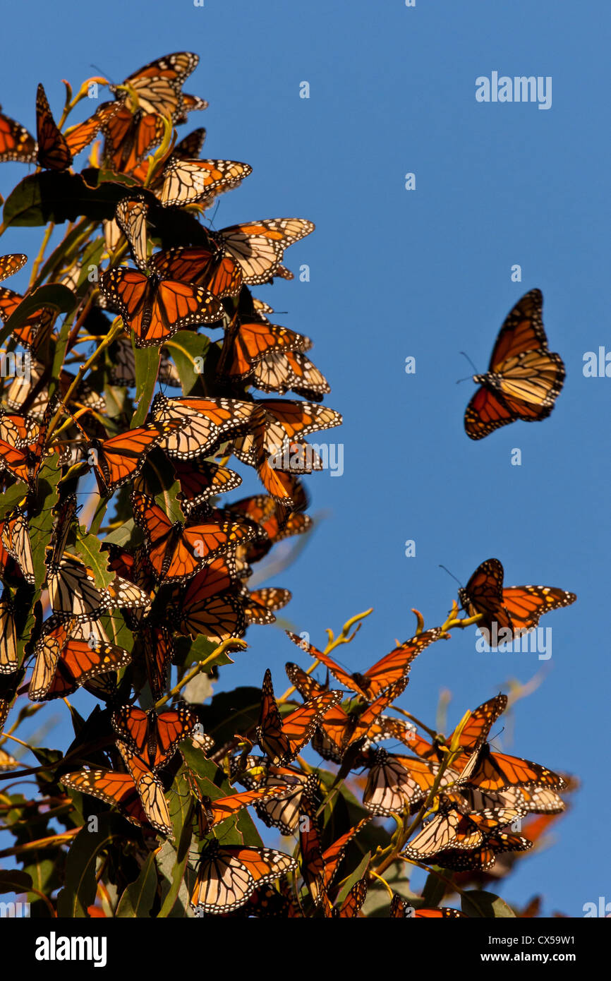 Monarch migration hi-res stock photography and images - Alamy