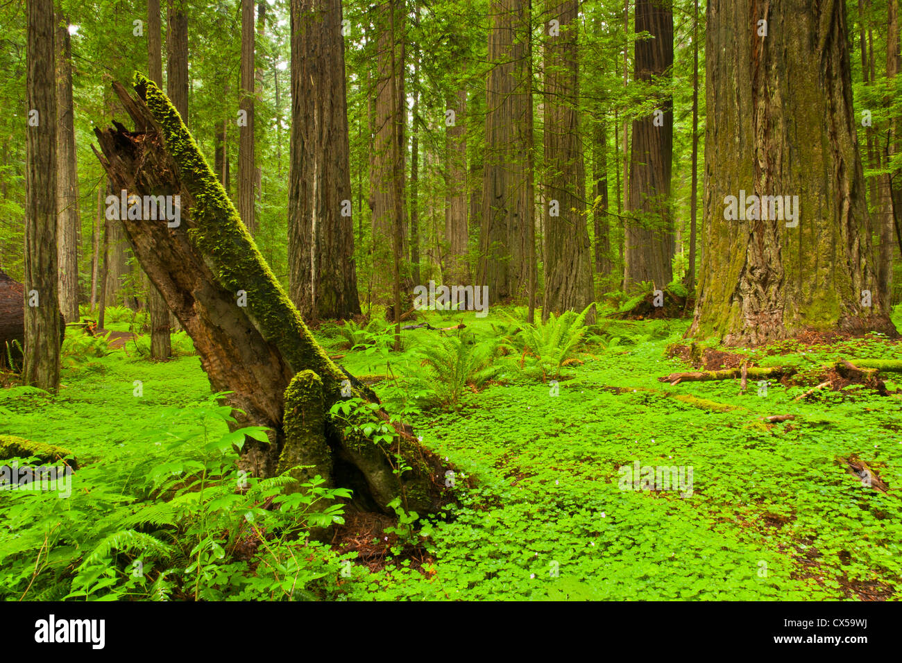 USA, California, Humboldt Redwoods State Park. Bracken fern and redwood ...