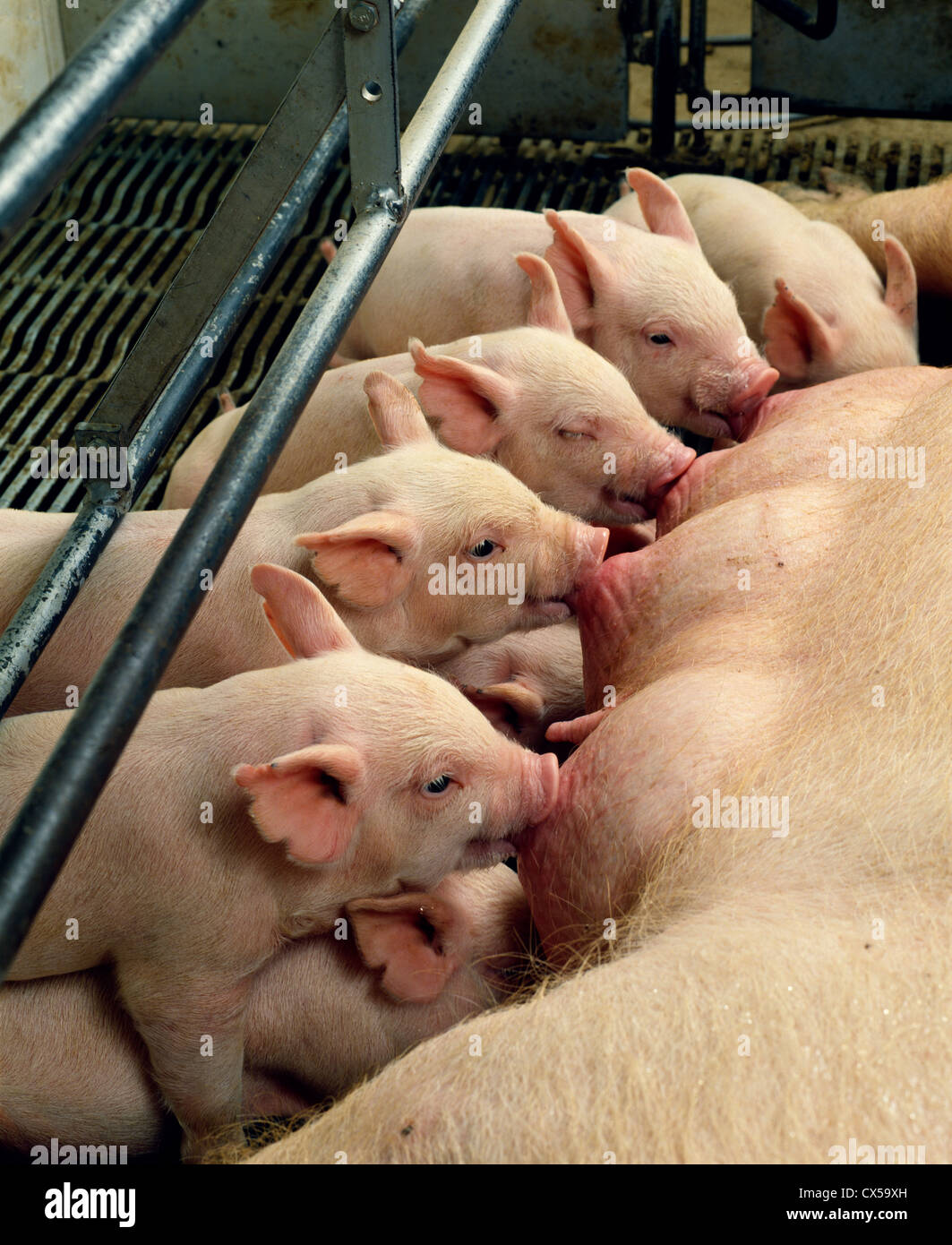 Yorkshire sow hi-res stock photography and images - Alamy