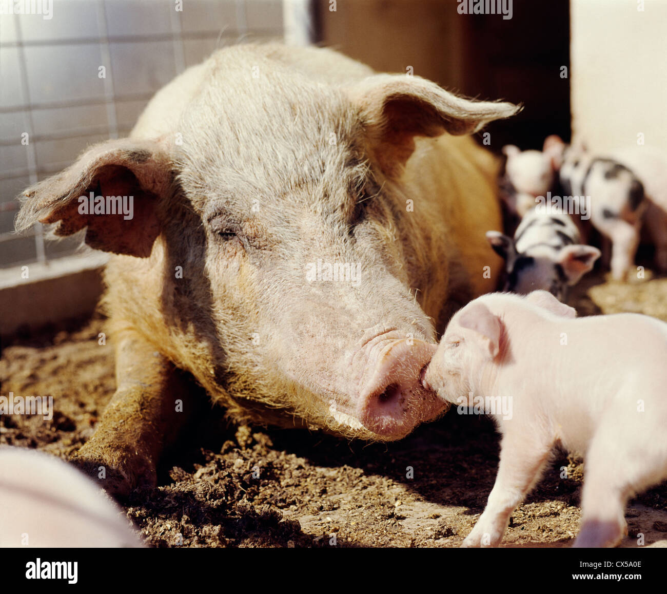 CROSSBRED PIGS WITH SOW Stock Photo - Alamy