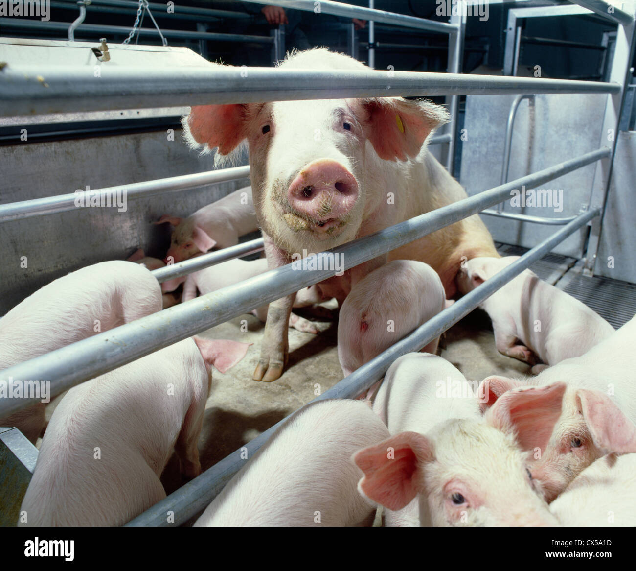 Crossbred pigs hi-res stock photography and images - Alamy