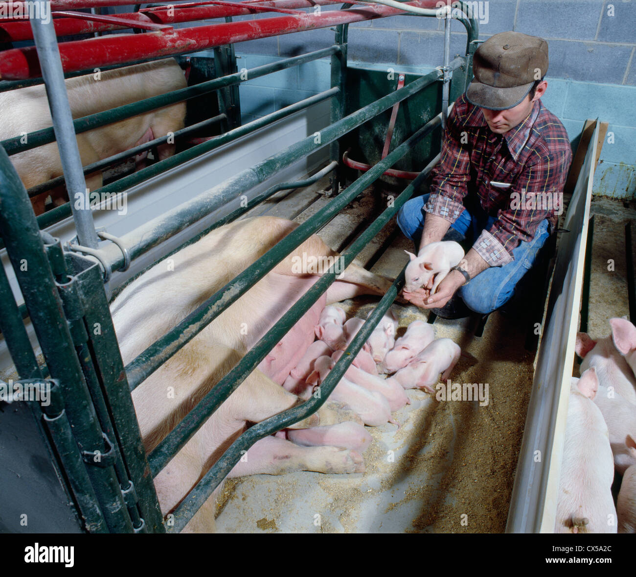FARMER HOLDING 3-DAY OLD PIGLET Stock Photo - Alamy