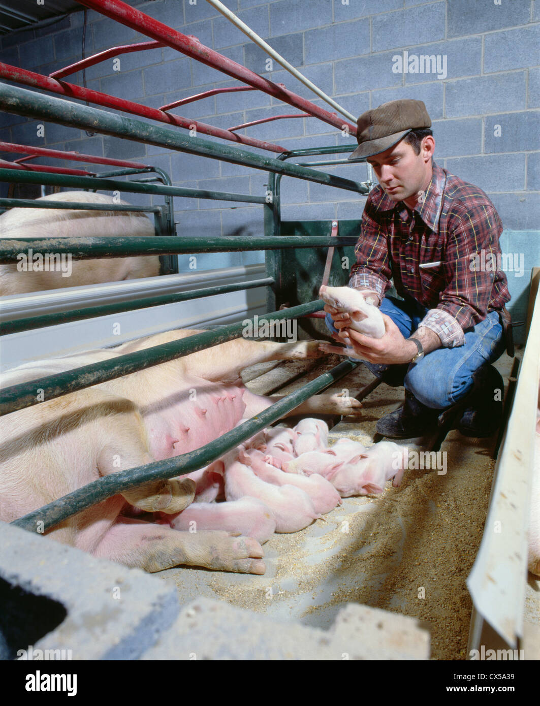 FARMER HOLDING 3-DAY OLD PIGLET Stock Photo - Alamy