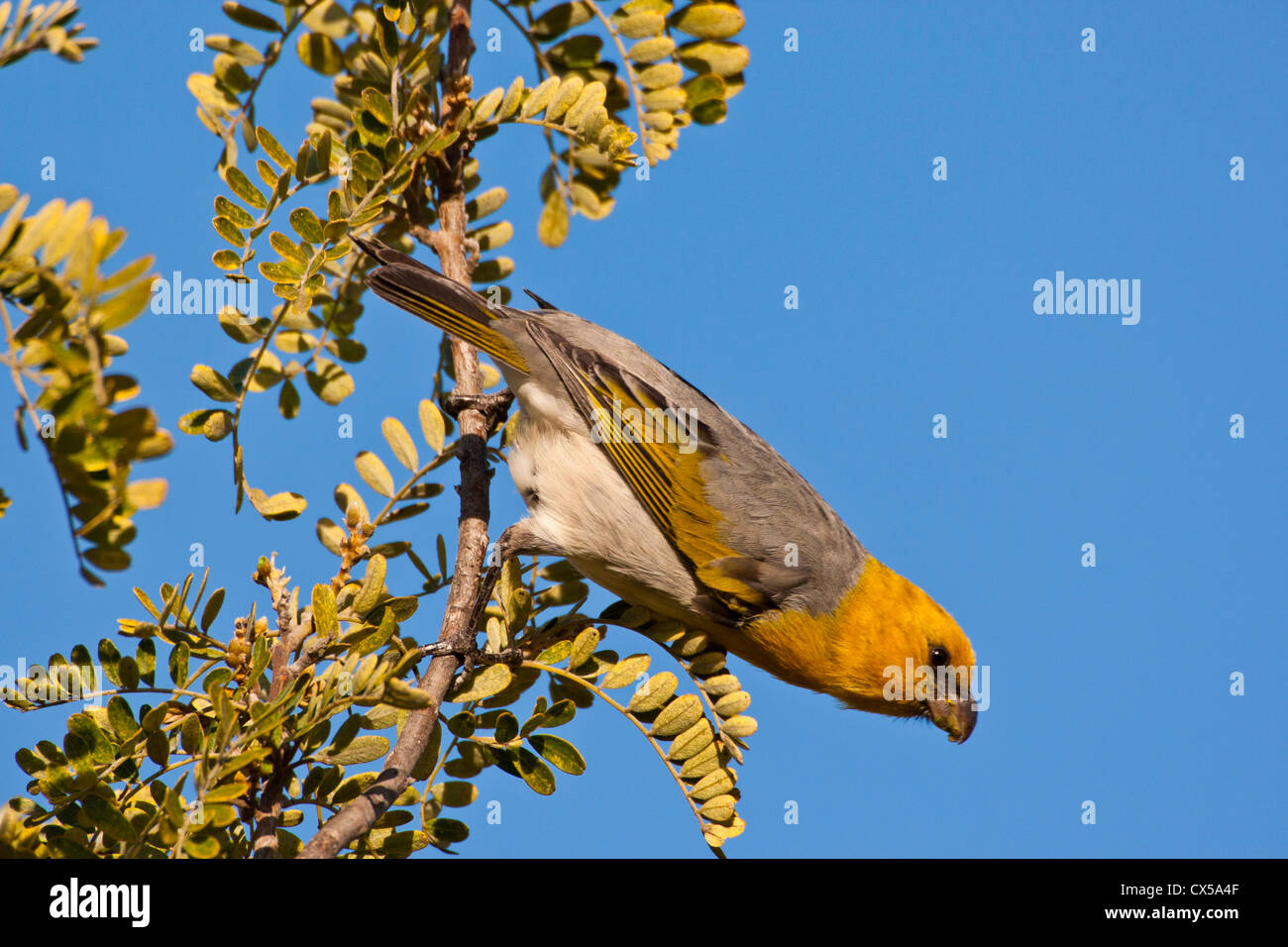 Palila bird hi-res stock photography and images - Alamy