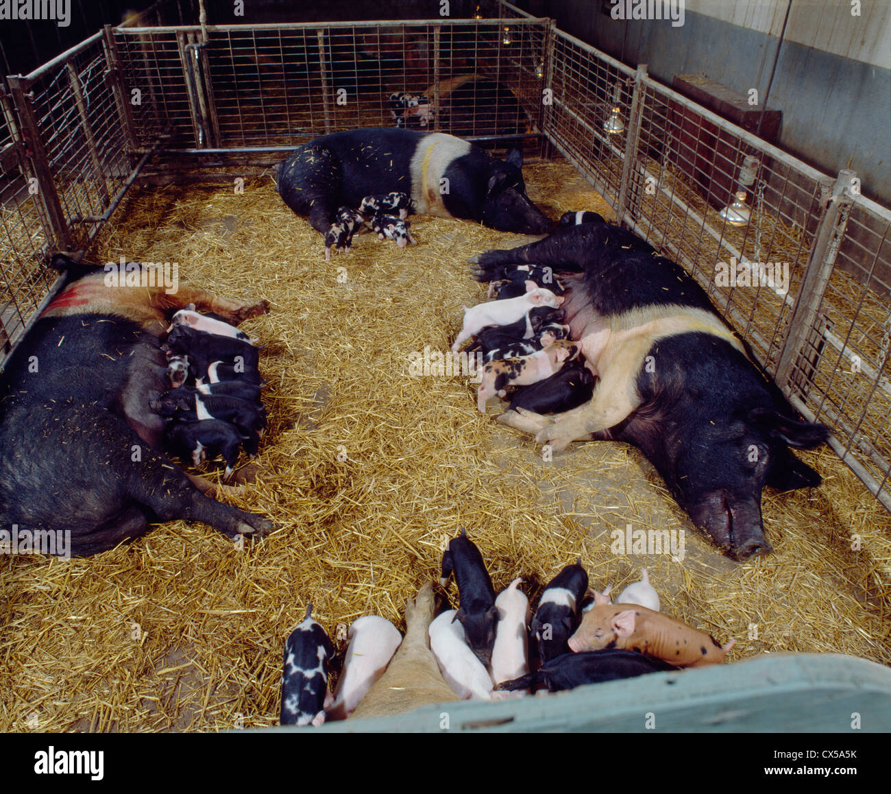 SOWS AND 6 DAY OLD PIGLETS / MINNESOTA Stock Photo - Alamy