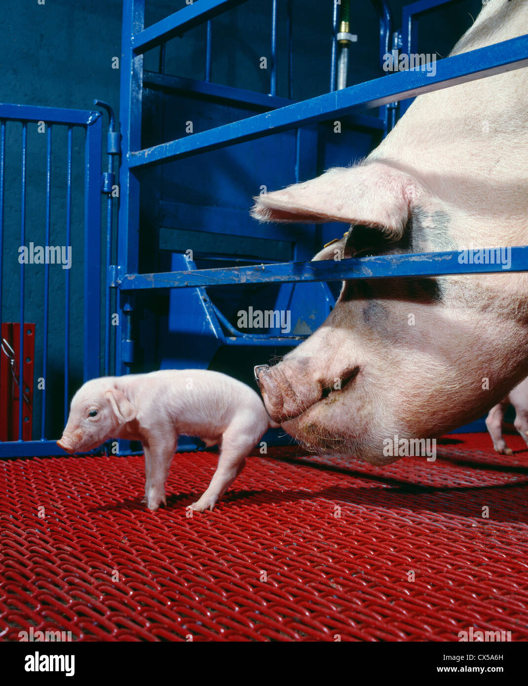 NEWBORN YORKSHIRE-LANDRACE PIGS WITH YORKSHIRE-HAMPSHIRE SOW Stock ...