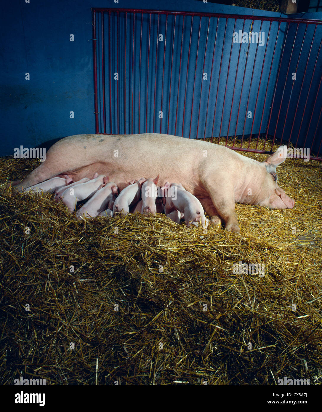 Yorkshire hampshire pig hi-res stock photography and images - Alamy