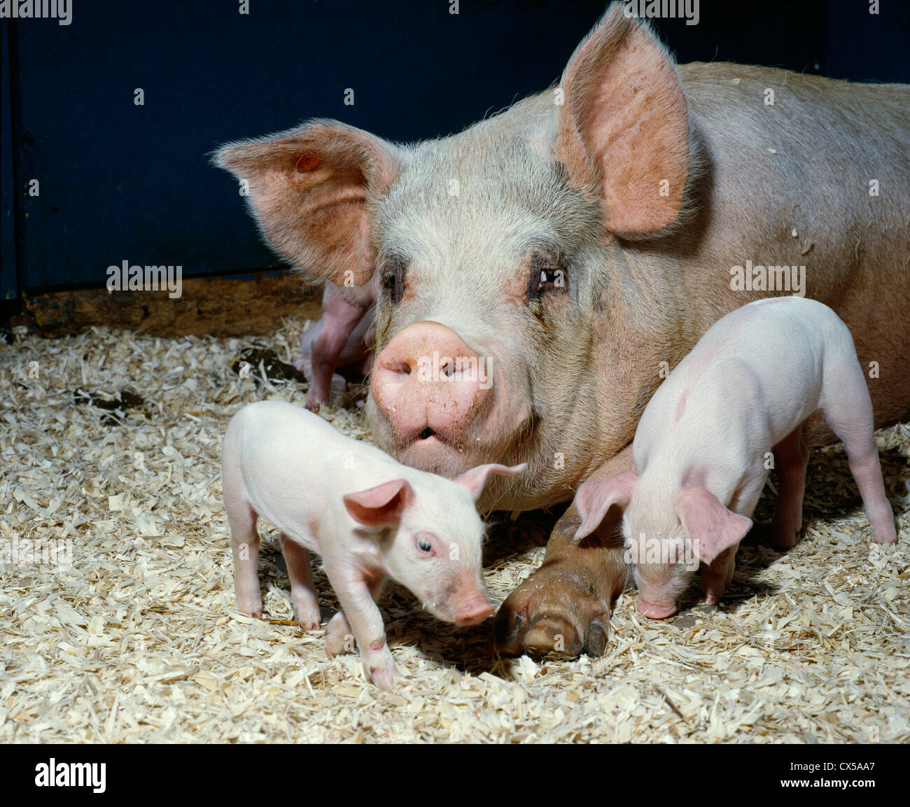 2 WK 10 LB PIGS WITH SOW (YORKSHIRE-LANDRACE Stock Photo - Alamy