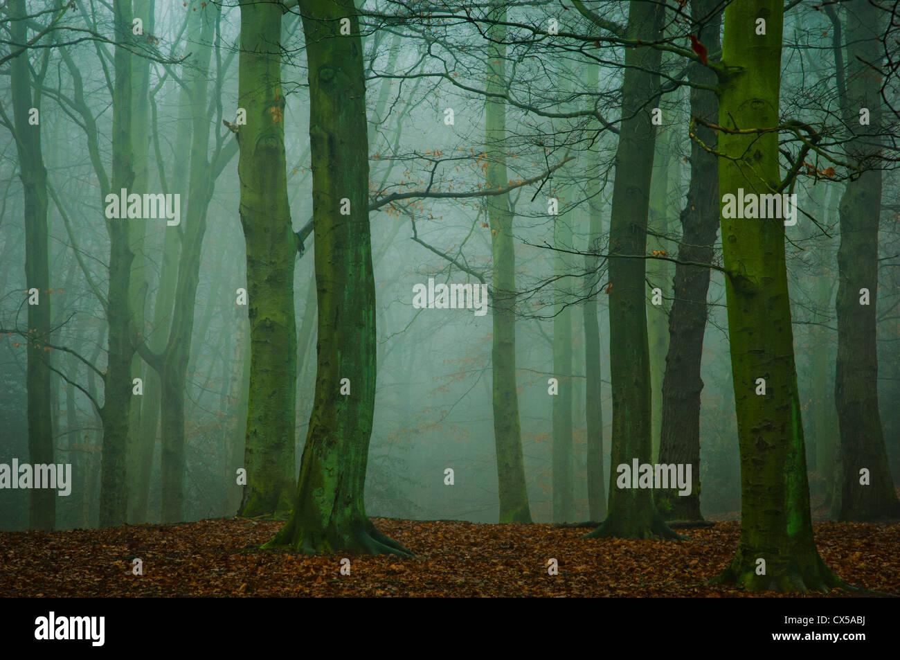 trees in mist,kent,england,uk,europe Stock Photo - Alamy