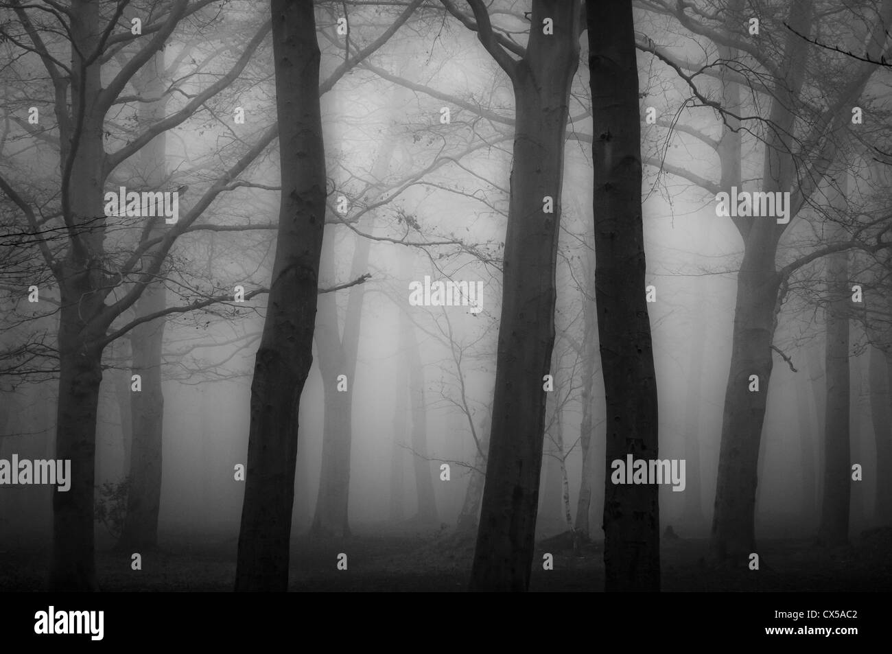 trees in mist,kent,england,uk,europe Stock Photo - Alamy