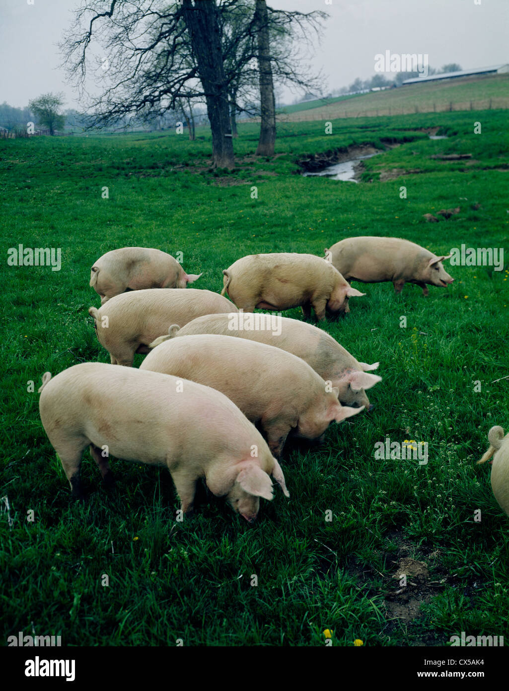 Pink sows hi-res stock photography and images - Alamy