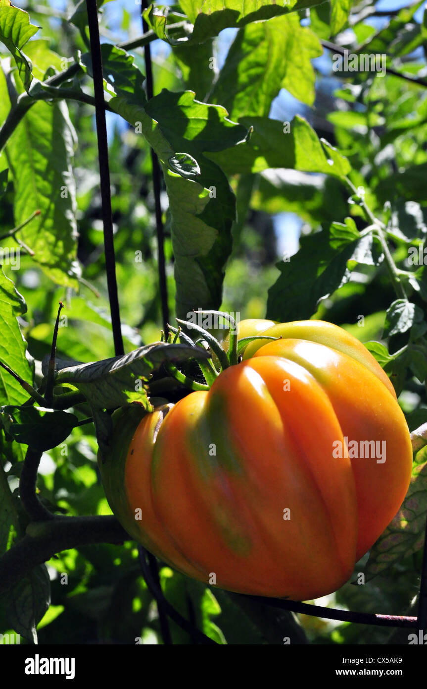 Ridged stem hi-res stock photography and images - Alamy